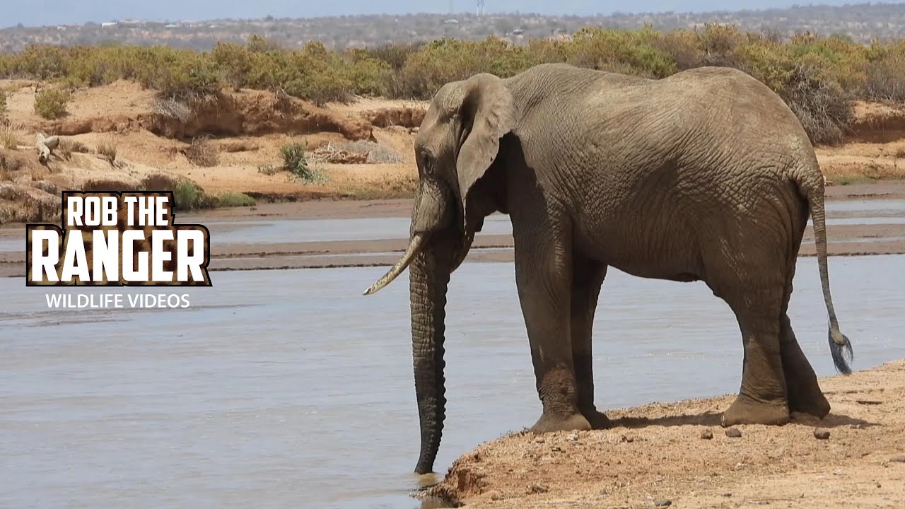 Thirsty elephant bull desperately searches for water in Samburu