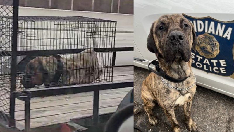 Dog seen riding in unsecured kennel along Indiana expressway now recovering