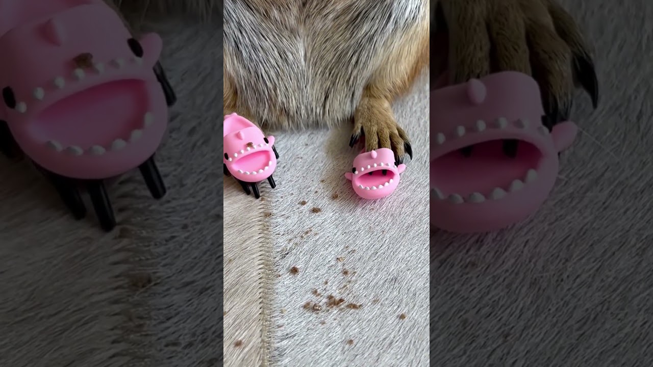 Prairie dog Poppy tries on new sandals that are too small