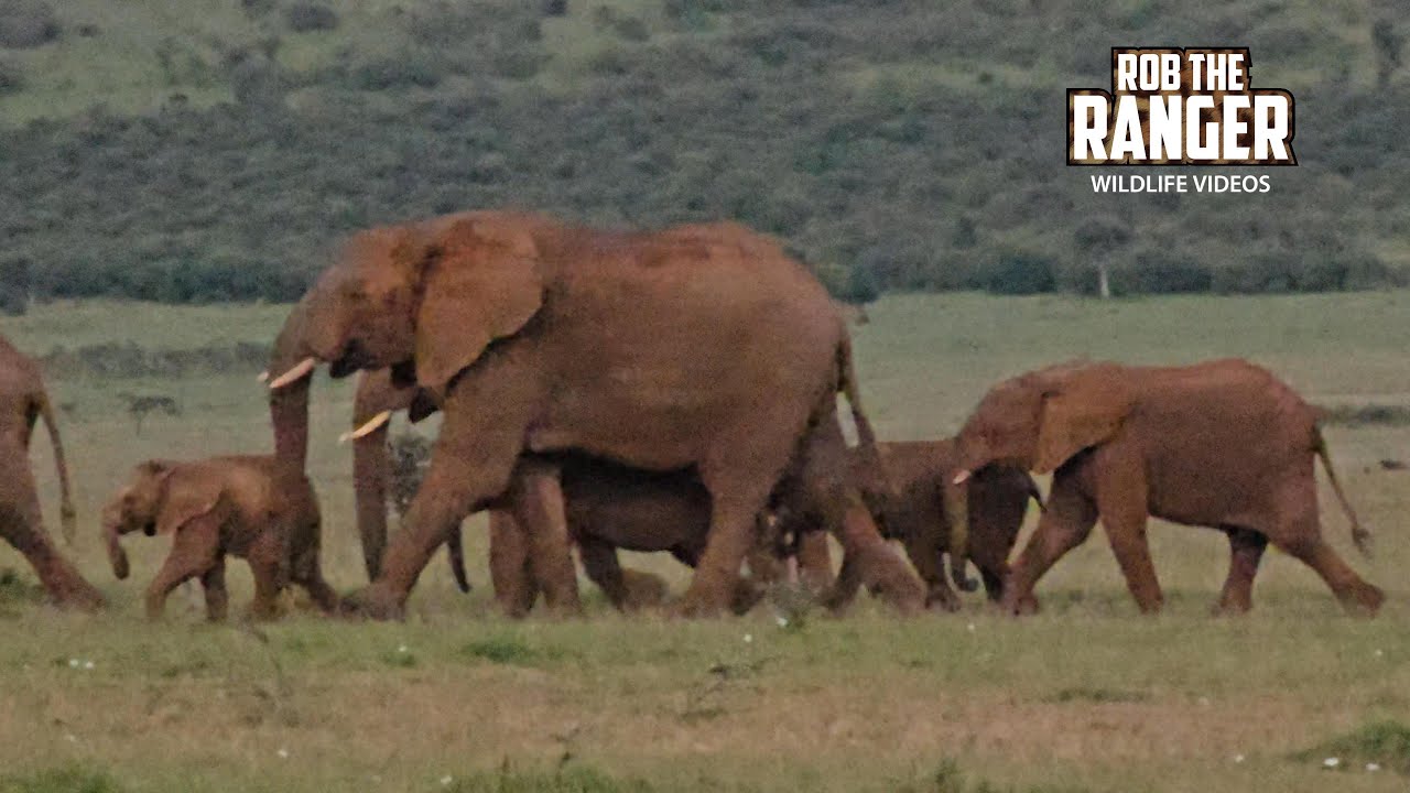 Epic Migration: Large Herd Of Elephants On The Move Together