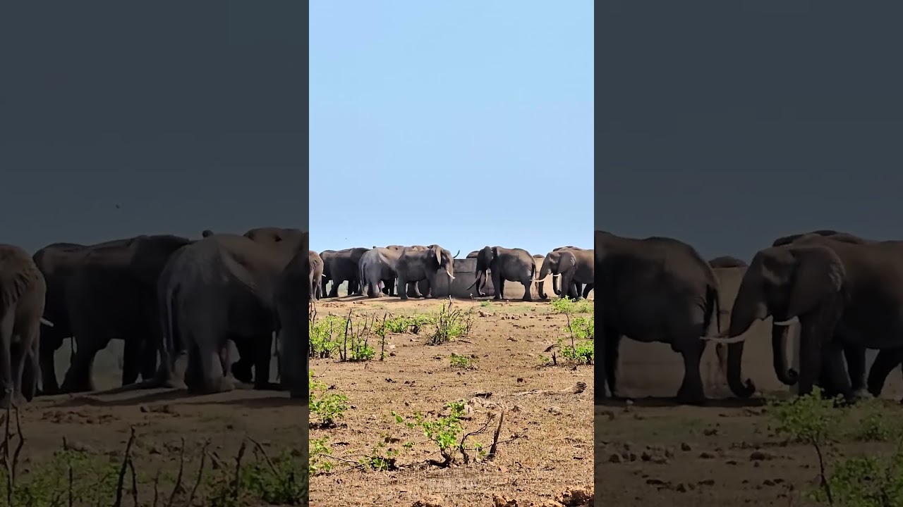 Elephants Crowd a Watering Hole for a Sunset Drink