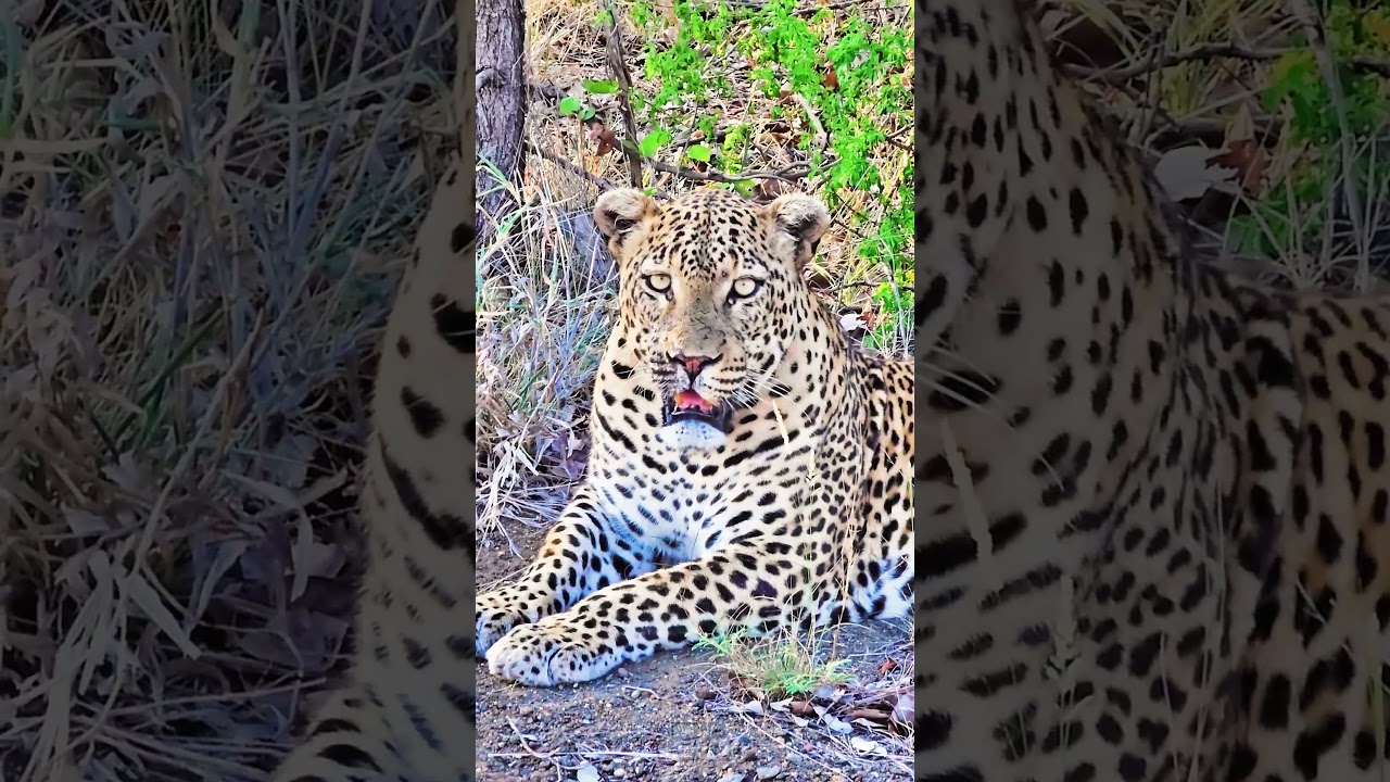 Stealthy Leopard Spotted on the Prowl in the Wild