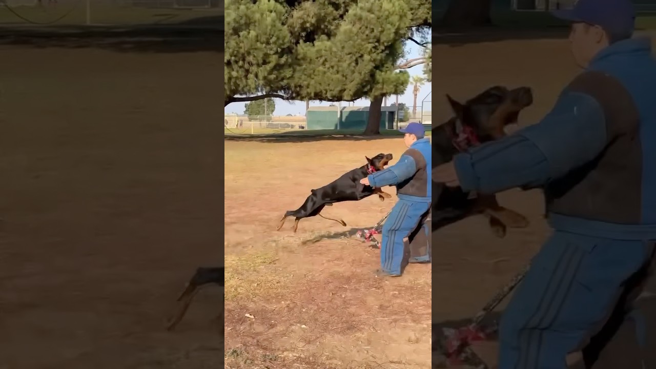 Big boy Doberman showing off his big dog skills