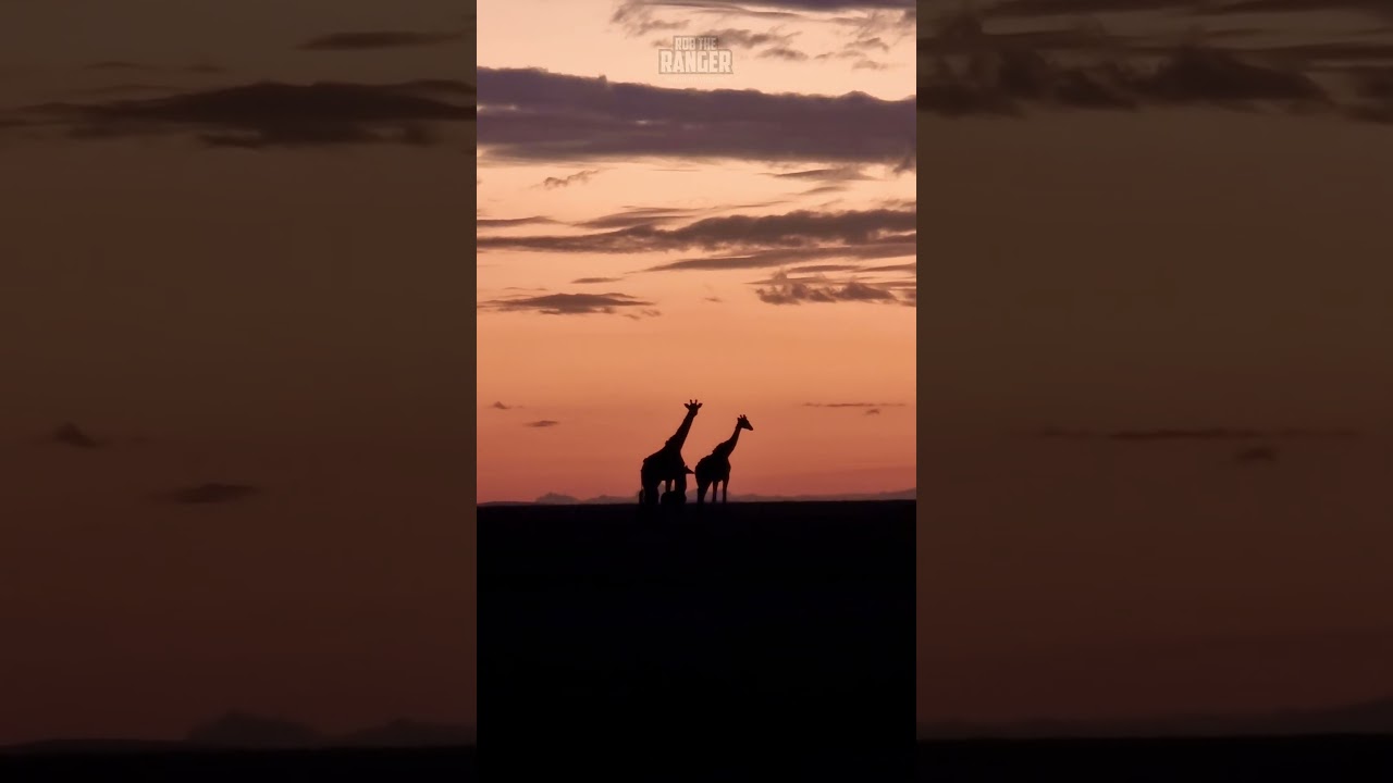 African Sunrise Creates Incredible Wildlife Encounter Today