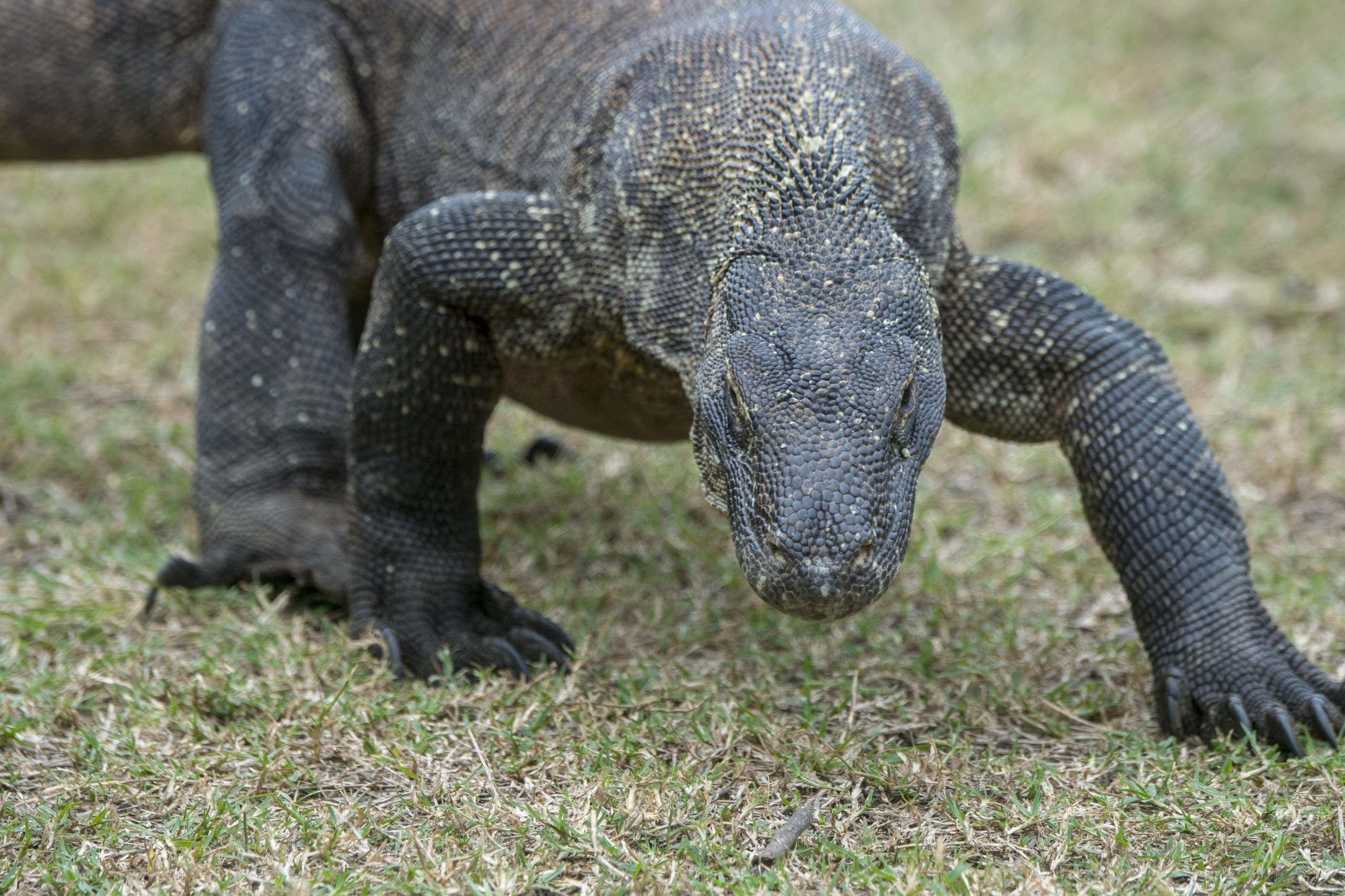Meet the largest animals on Earth
