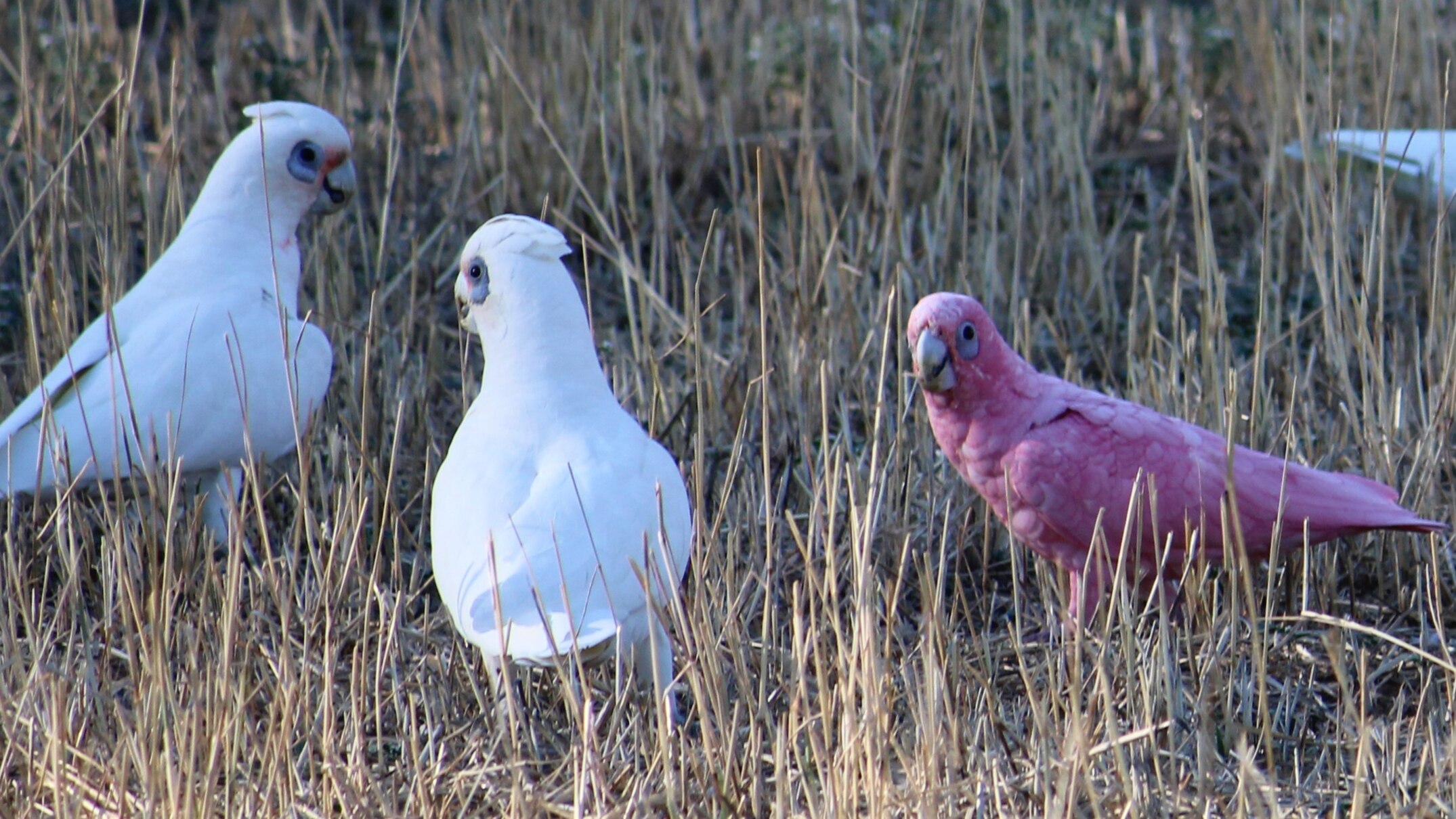Mystery of a pink corella has scientists, residents baffled