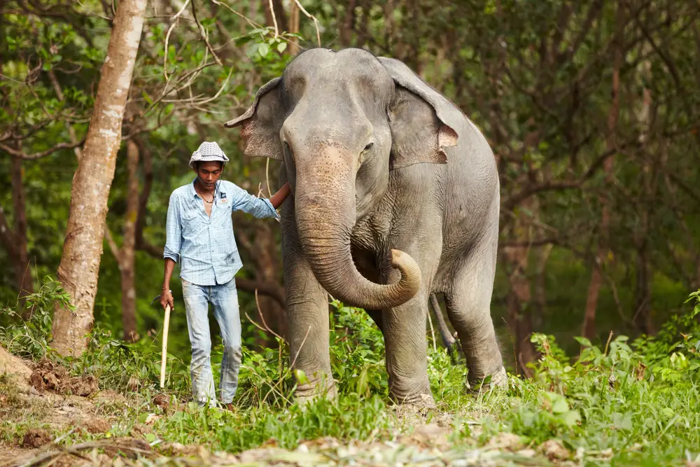 13 Things Elephants Remember That Humans Would’ve Let Go Years Ago