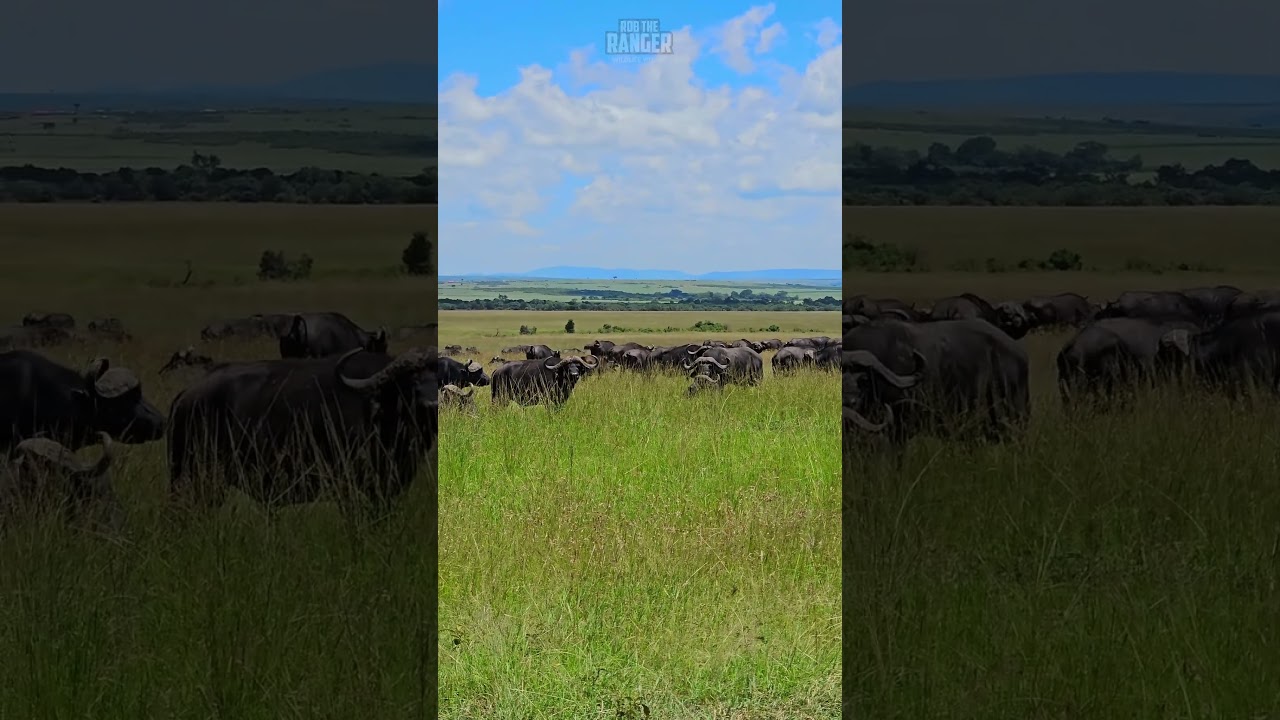 Unbelievable Herd of Buffalo Roams African Plains