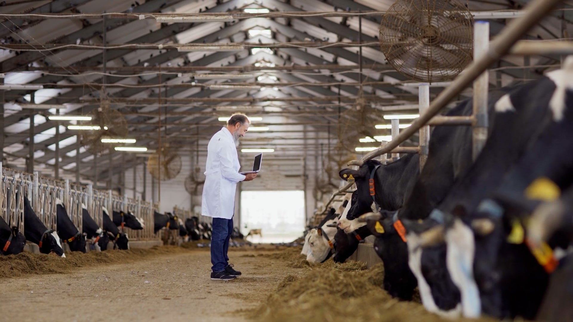 Cow Fart Vaccine Could Help Reduce Greenhouse Gas Emissions