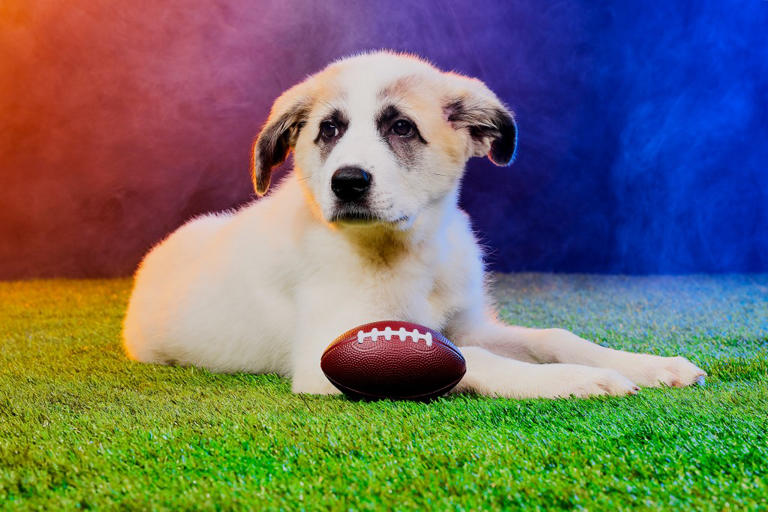 Puppy Bowl Ratings: 12.8 Million Viewers for Animal Planet's 2025 Dog ...