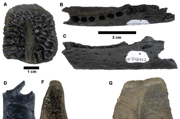 Underwater fossil bed discovered by collectors preserves rare slice of ...