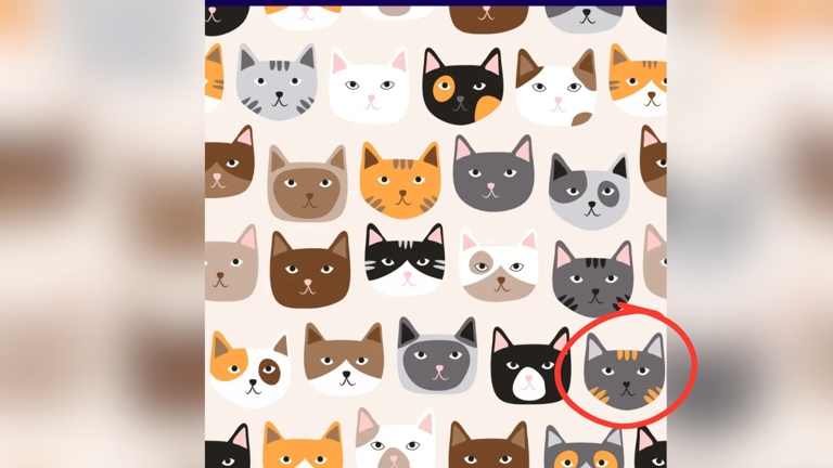 Optical illusion: Only a true cat lover can spot the cat with a heart ...