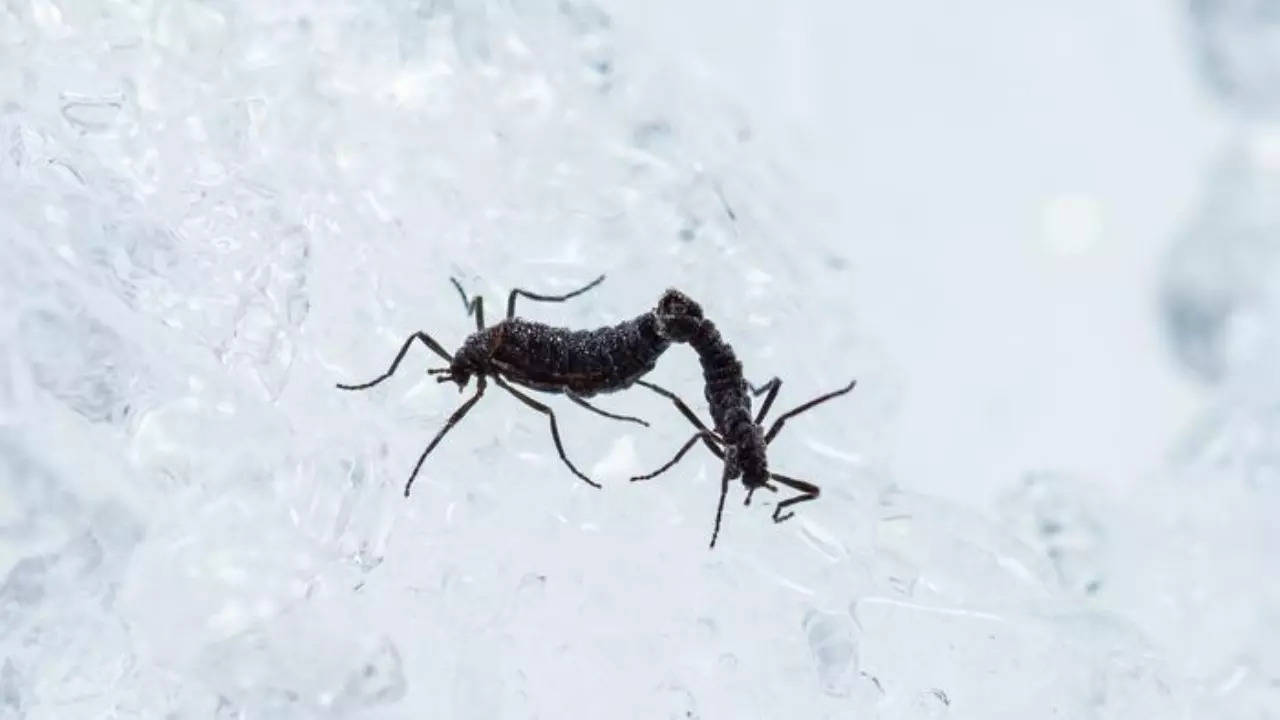 Scientists uncover the survival mechanism of Antarctica's only native ...