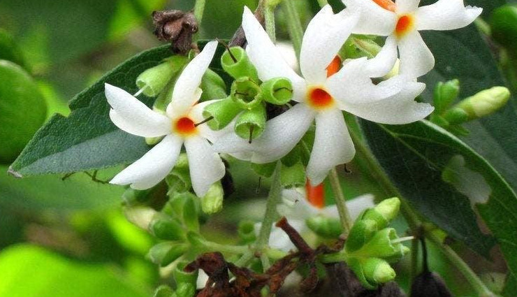 10 Least Known Health Benefits of Parijat