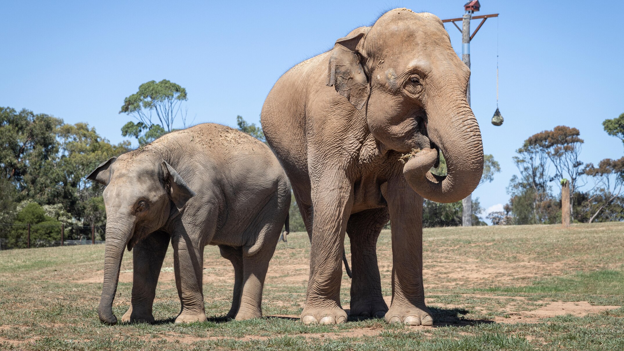 Nine Asian elephants find new home at Werribee Open Range Zoo habitat