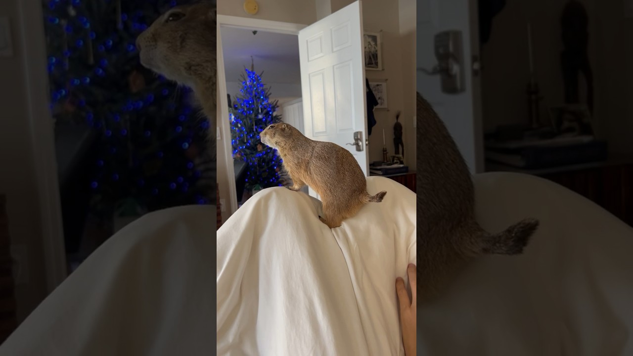 Prairie dog wakes up and gets ready to start the day