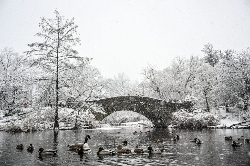 Multiple birds in NYC parks tested positive for bird flu, but Adams ...