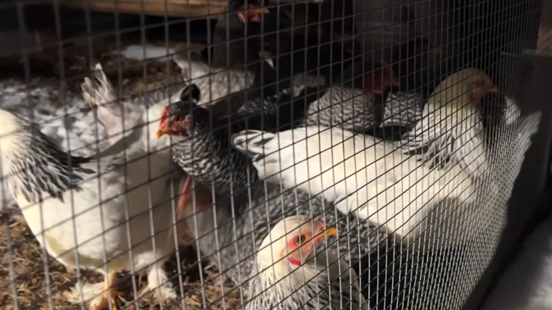 1st case of human bird flu reported in Ohio