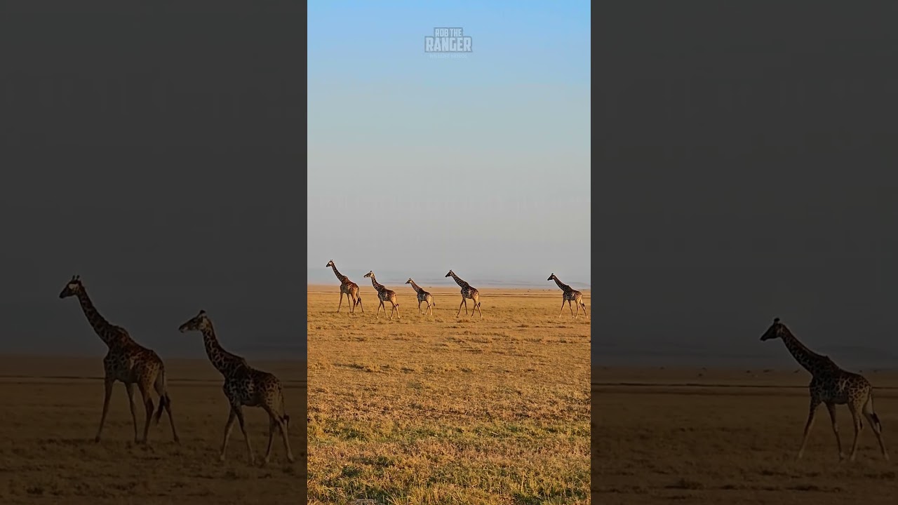 Journey Of Giraffe Cross The Plains In The Great African Migration
