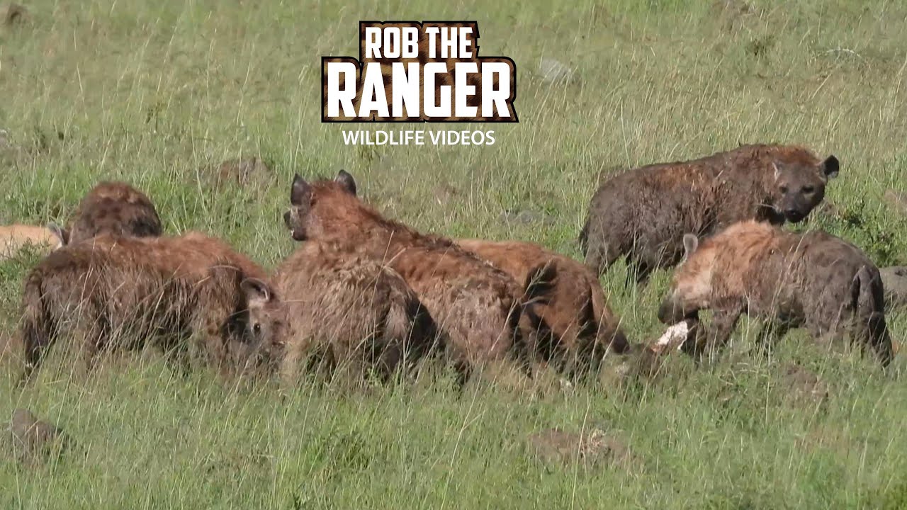 Witness hyenas feast on buffalo in this intense Maasai Mara safari ...