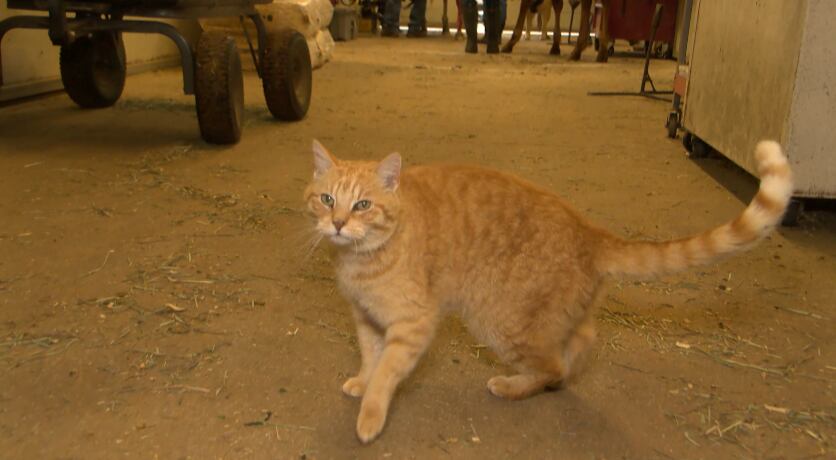 How “High Path Bird Flu” can enter your home and infect your cats