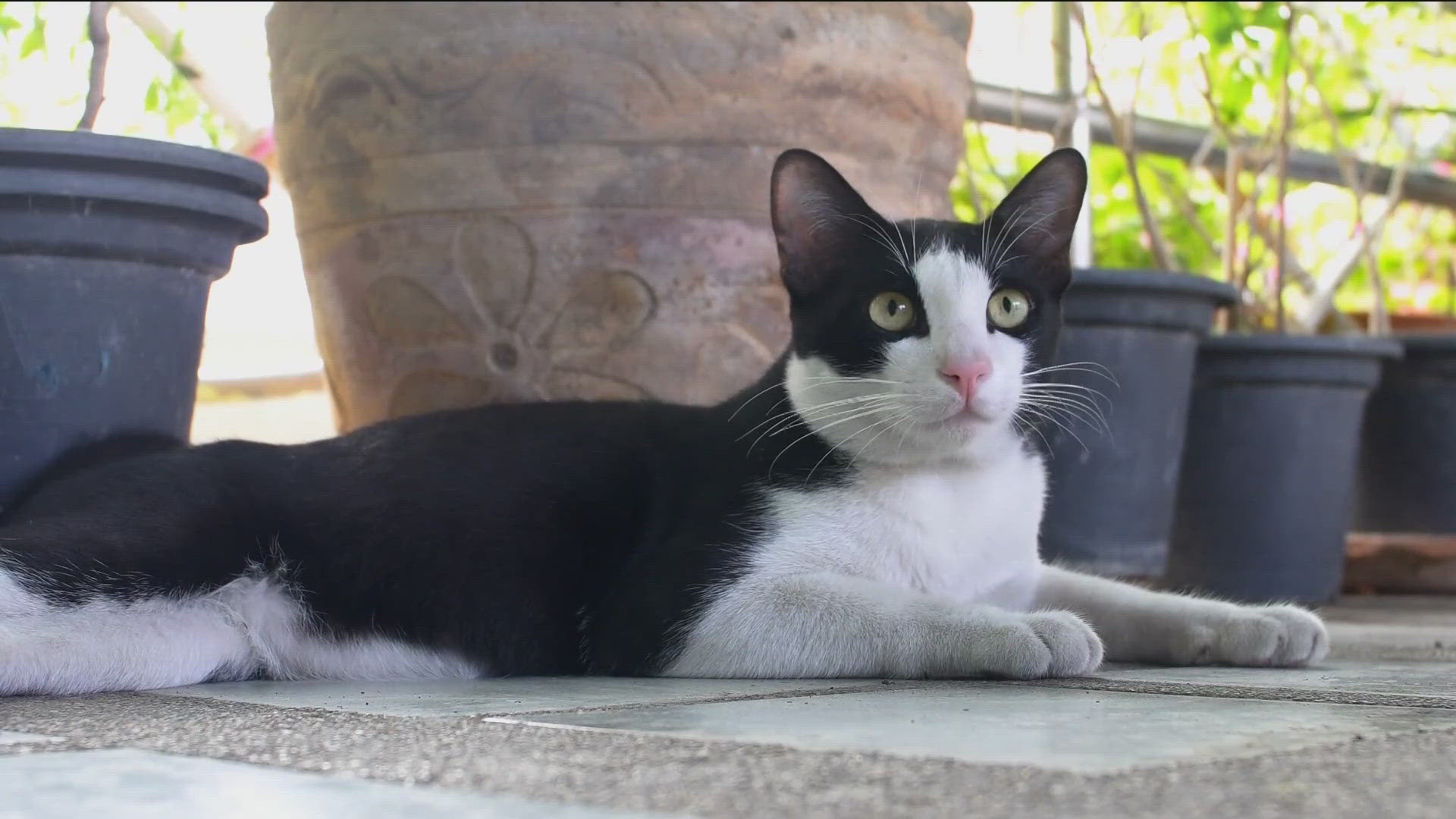 Check your pets: Animal microchip company goes out of business, leaving ...