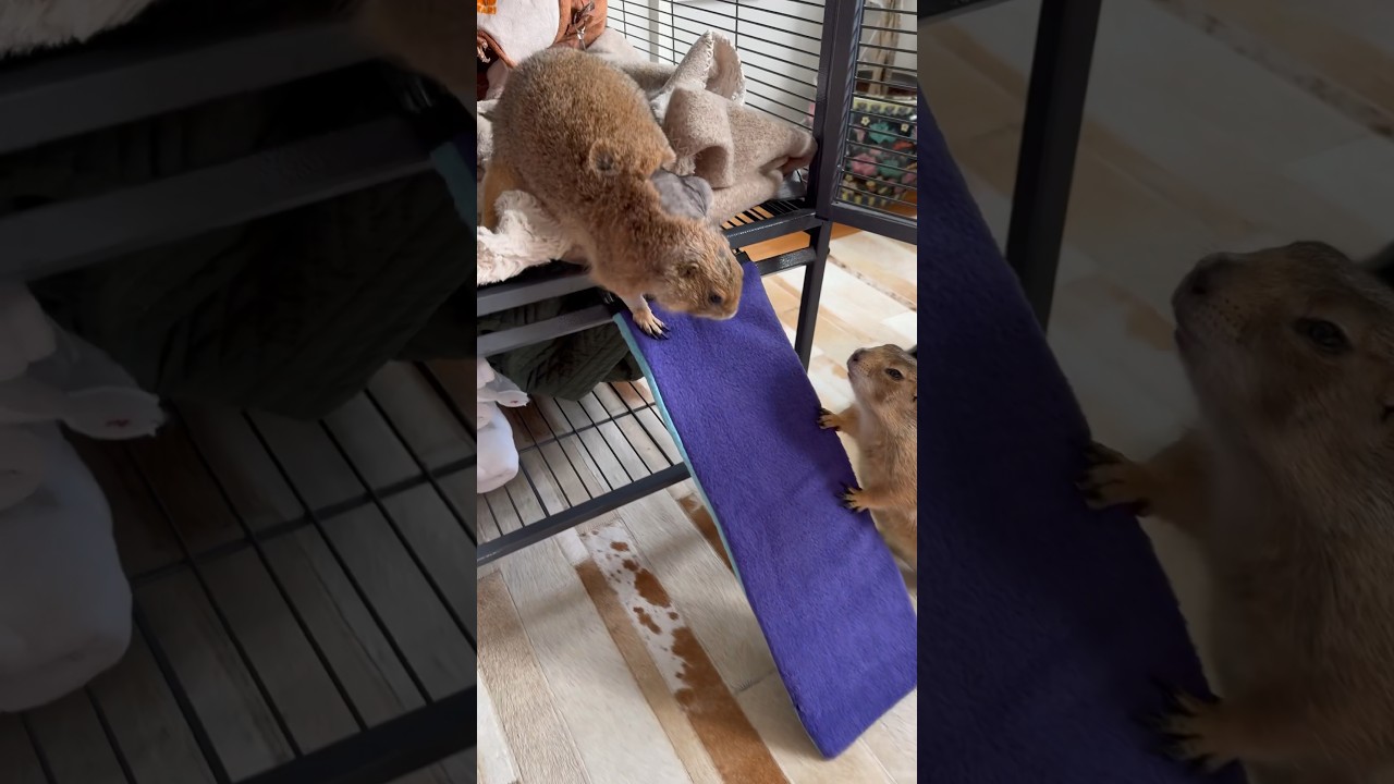 Prairie dogs Poppy and Paxton spend quality time together