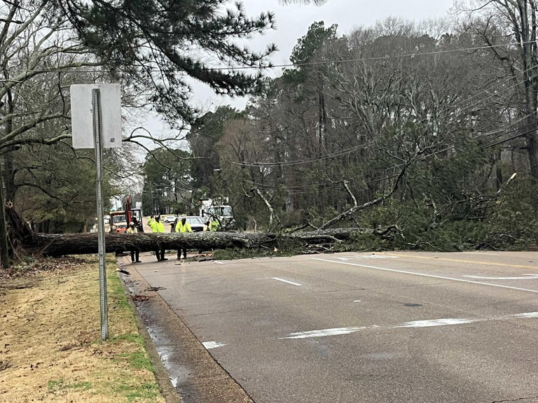 Downed tree causes issues for residents in northeast Jackson