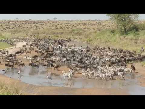 Witness the great migration live on safari