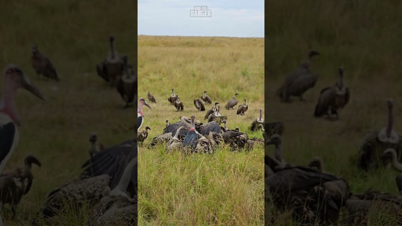 Vultures And Storks Working Together To Clean Up In The African Wild