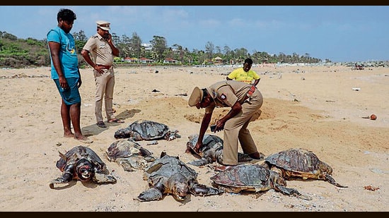 Illegal fishing practices causing mass death of olive ridley turtles on ...
