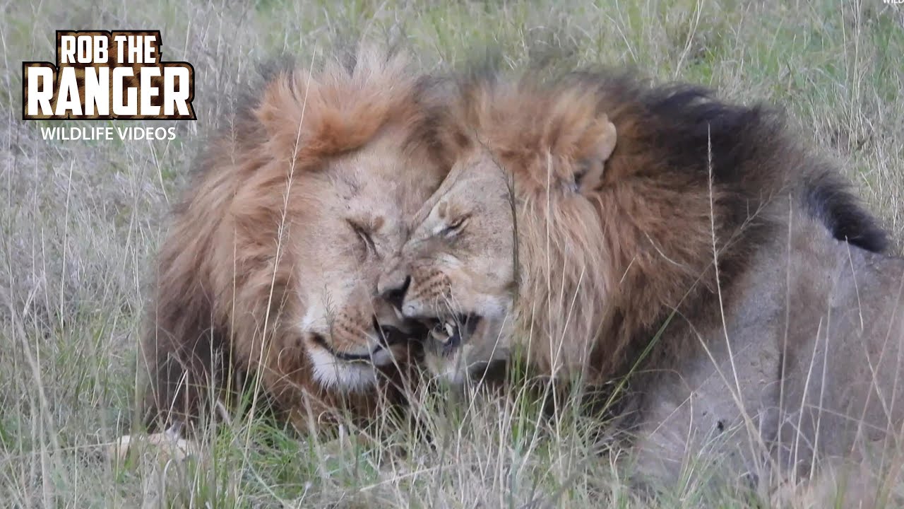 Witness this powerful lion coalition reunite on safari