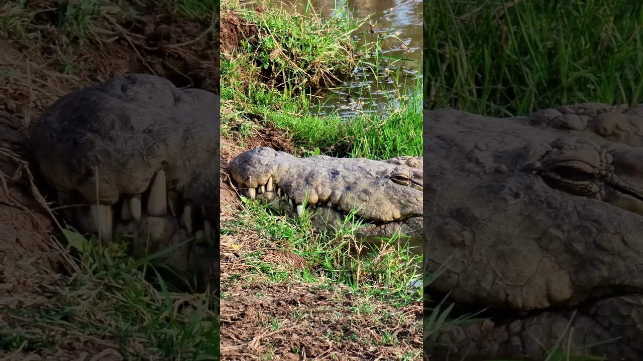 Massive Crocodile Moment That Will Shock You