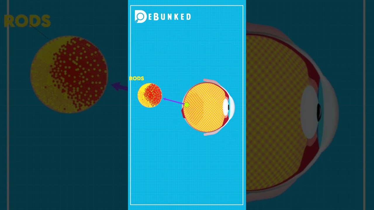 "Are Bats Blind, or Is “Blind as a Bat” a Lie?"