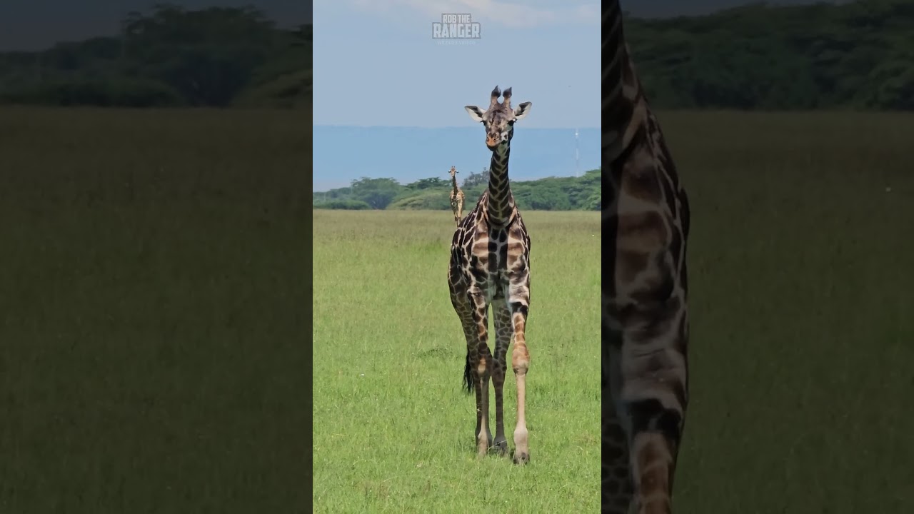 What Is a Giraffe Journey Discover Its Meaning