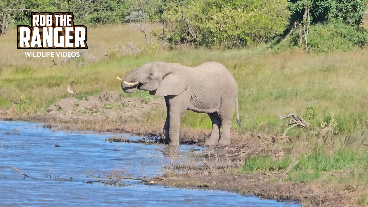 Walking among wild elephants during unforgettable Mara moment