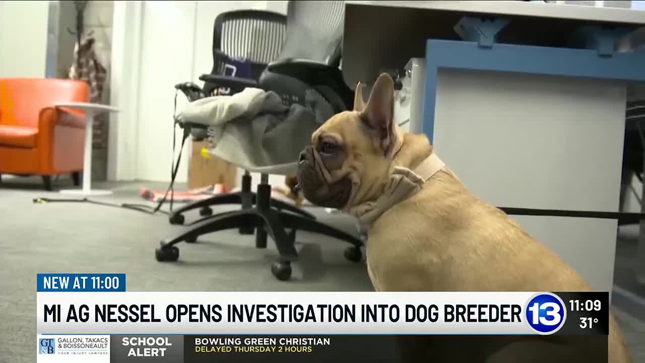 AG Nessel opens investigation into an alleged fraudulent pet scheme, selling sick dogs
