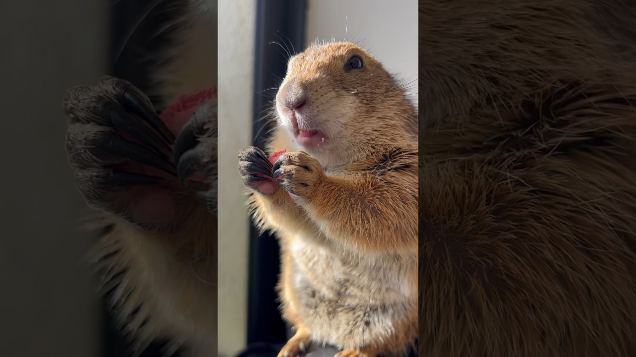 Prairie Dog Enjoys a Lucky Charms Marshmallow