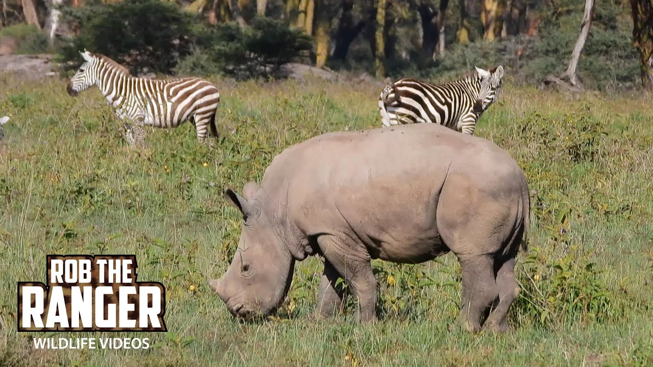 Watch rare white rhino mother and baby join zebras at Lake Nakuru