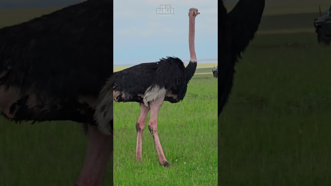 A Rare and Lovely Ostrich Encounter in the Heart of the Wild