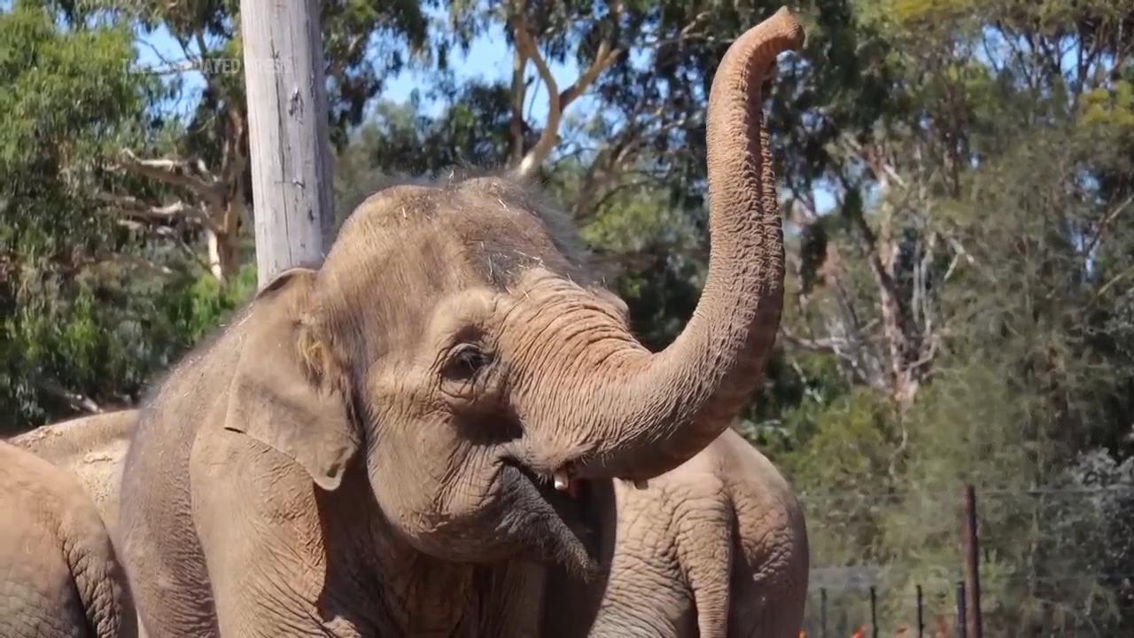 Herd of elephants moved from Melbourne zoo to new space
