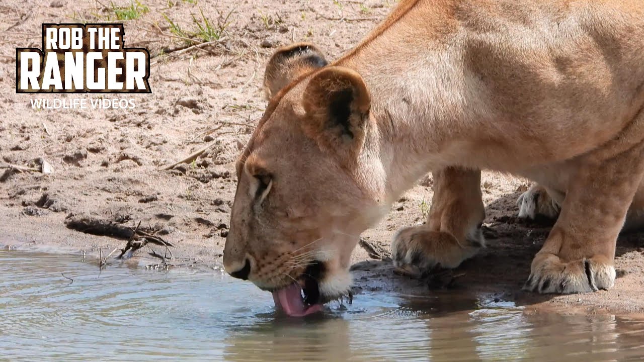 Lone lion guards kill while pride claims water hole