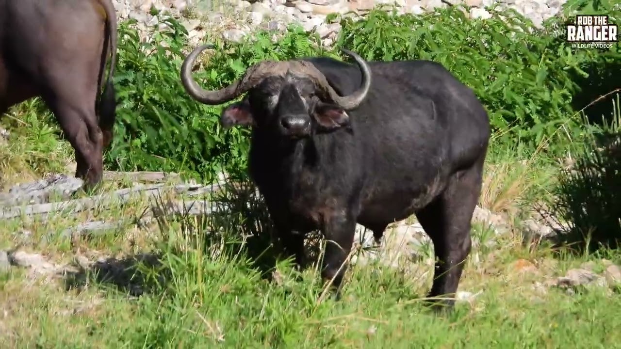 Witness massive buffalo herd swarm riverbed