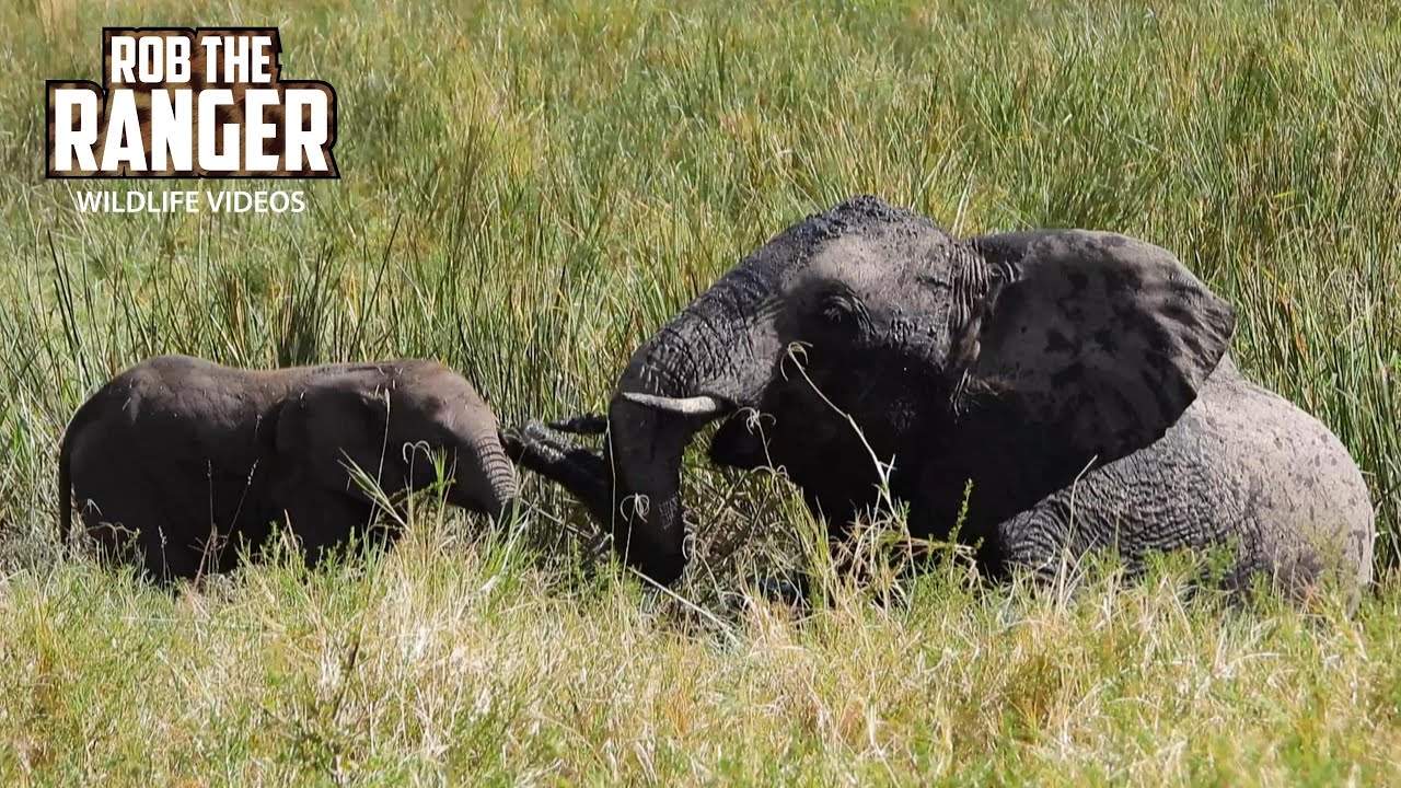 Massive elephant herd storms the Musiara Marsh