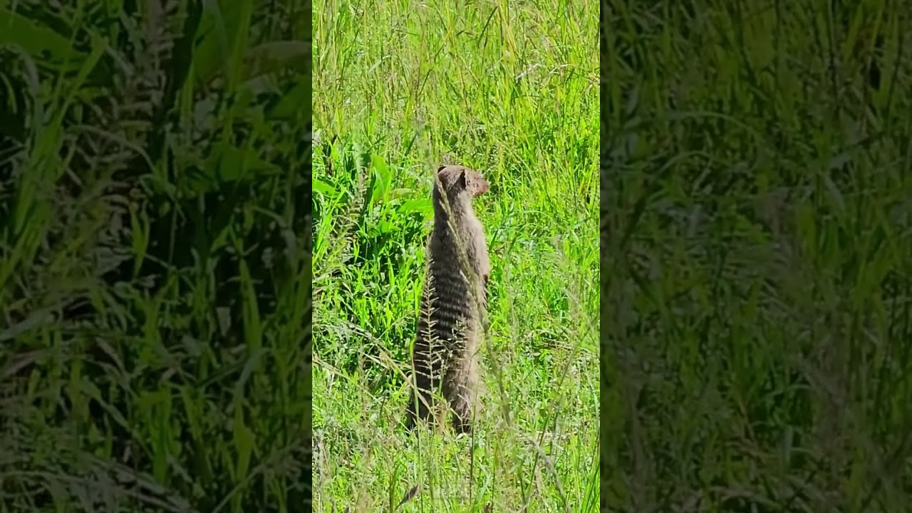 Banded Mongoose Sighting Small Mammal Big Story
