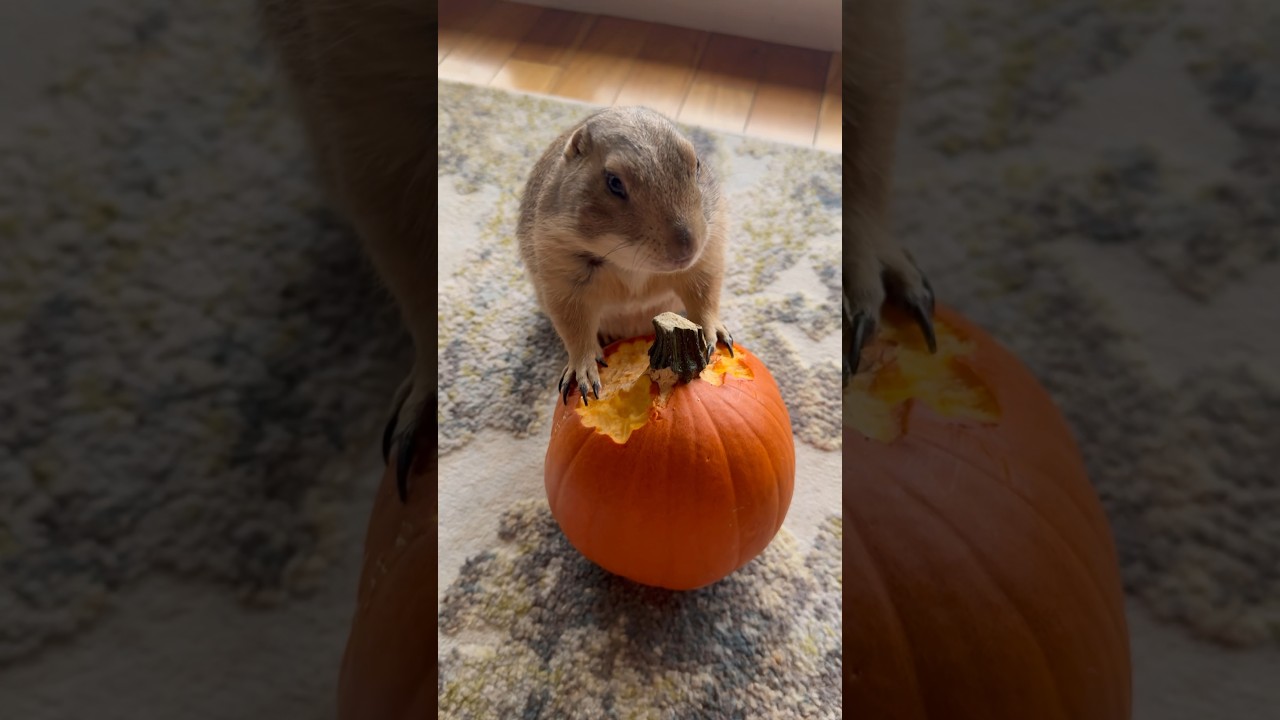 Prairie dog carves a pumpkin carefully