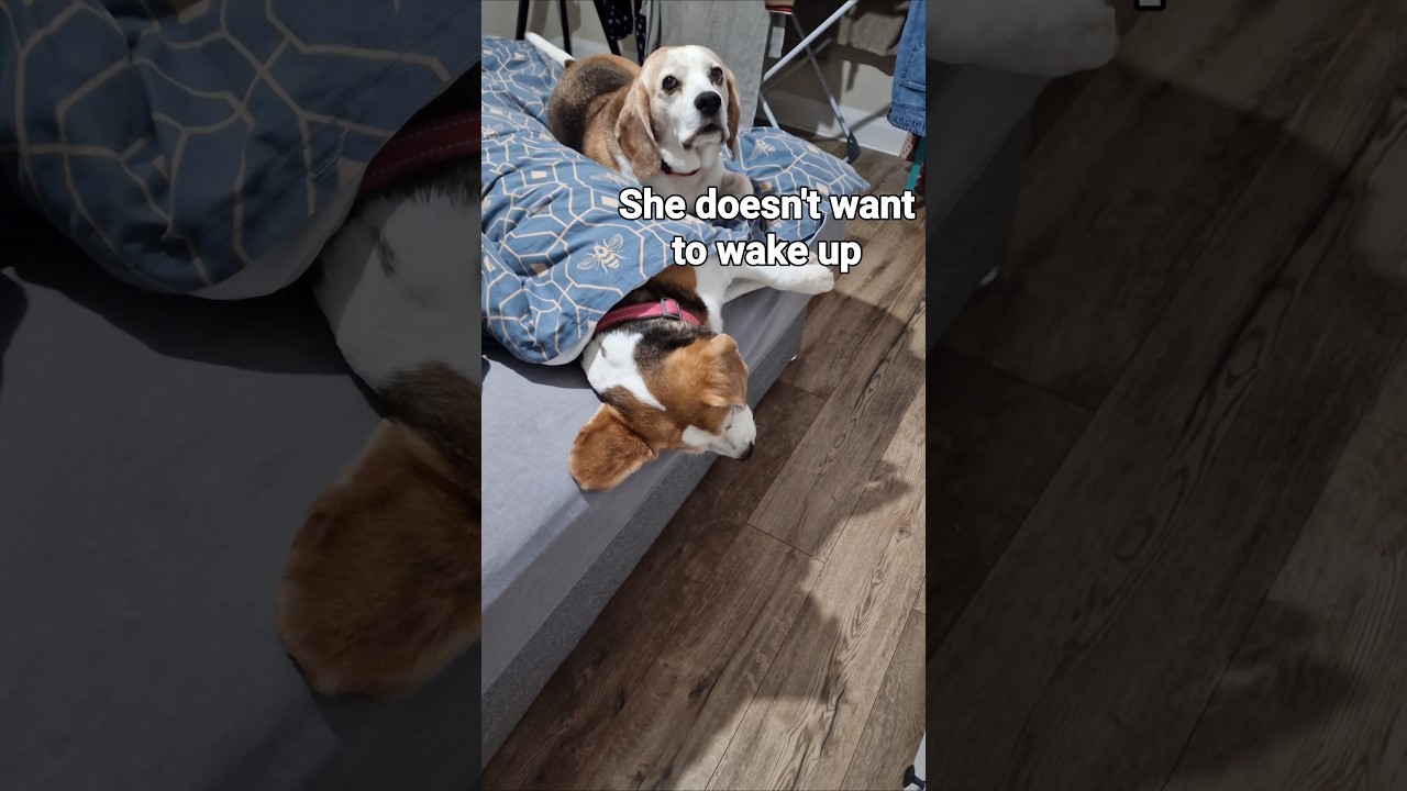 Aww! Watch This Concerned Beagle Try to Rouse Her Sleeping Sister