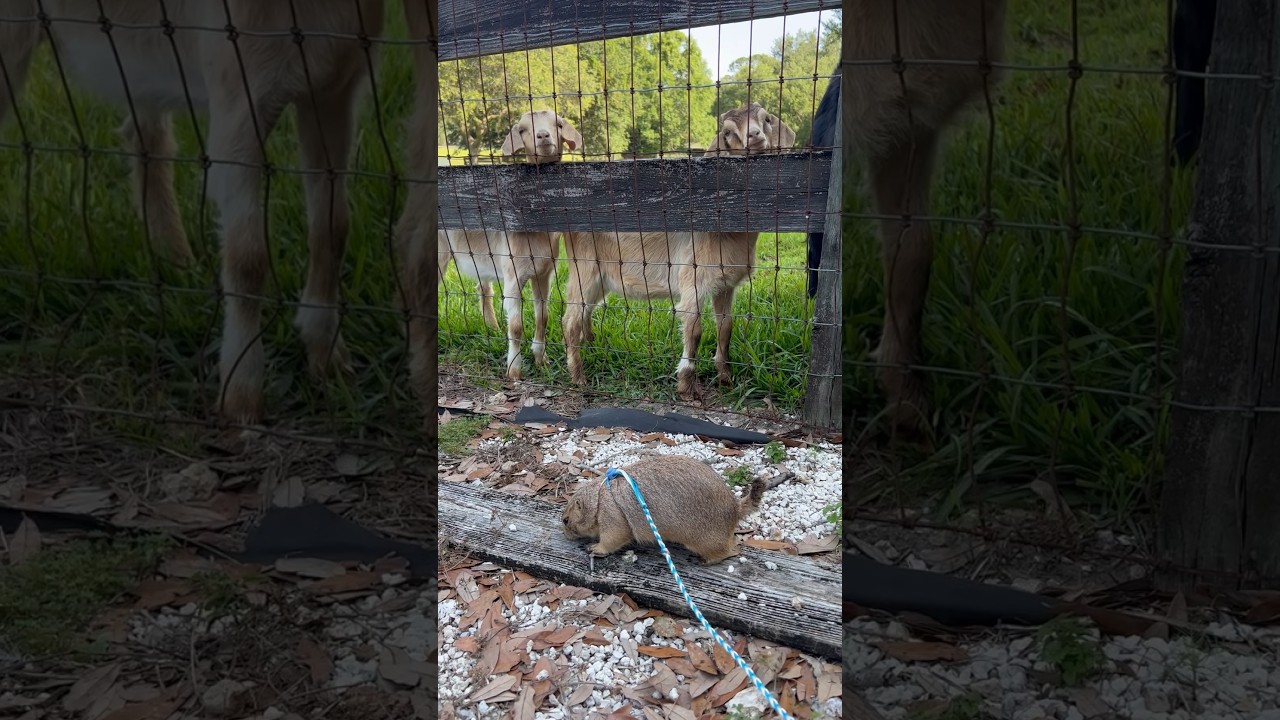 Prairie dog Poppy meets goats while exploring