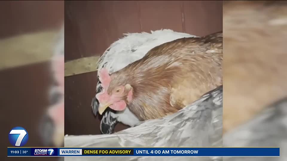 First human case of bird flu reported in Ohio