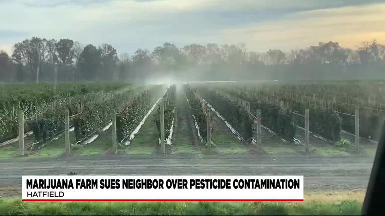 Marijuana farm suing for millions after crops are sprayed with pesticide